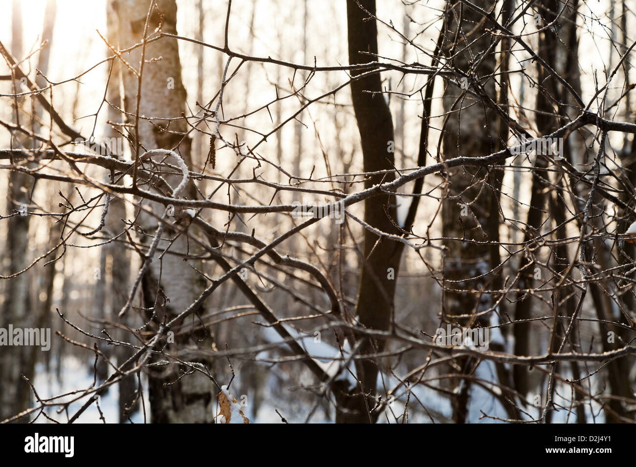 Snowed forest hi-res stock photography and images - Alamy
