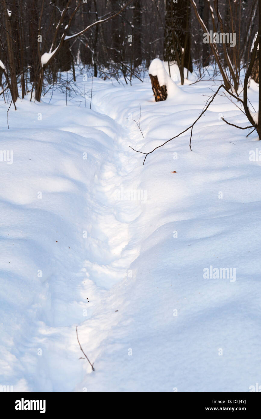 pathway in deep snow at early sunset in winter forest Stock Photo - Alamy
