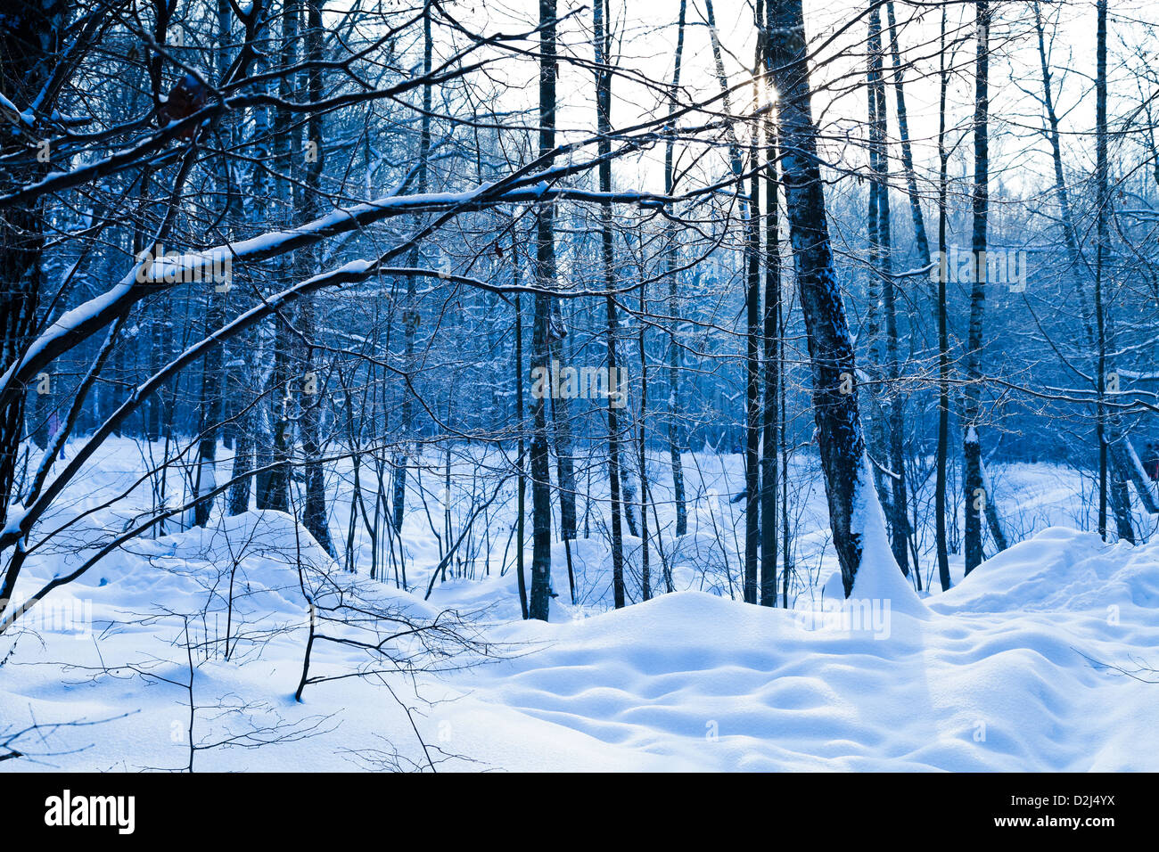 cold day in blue frozen winter forest Stock Photo - Alamy