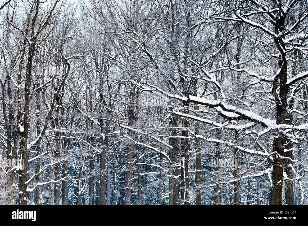 Snowed forest hi-res stock photography and images - Alamy