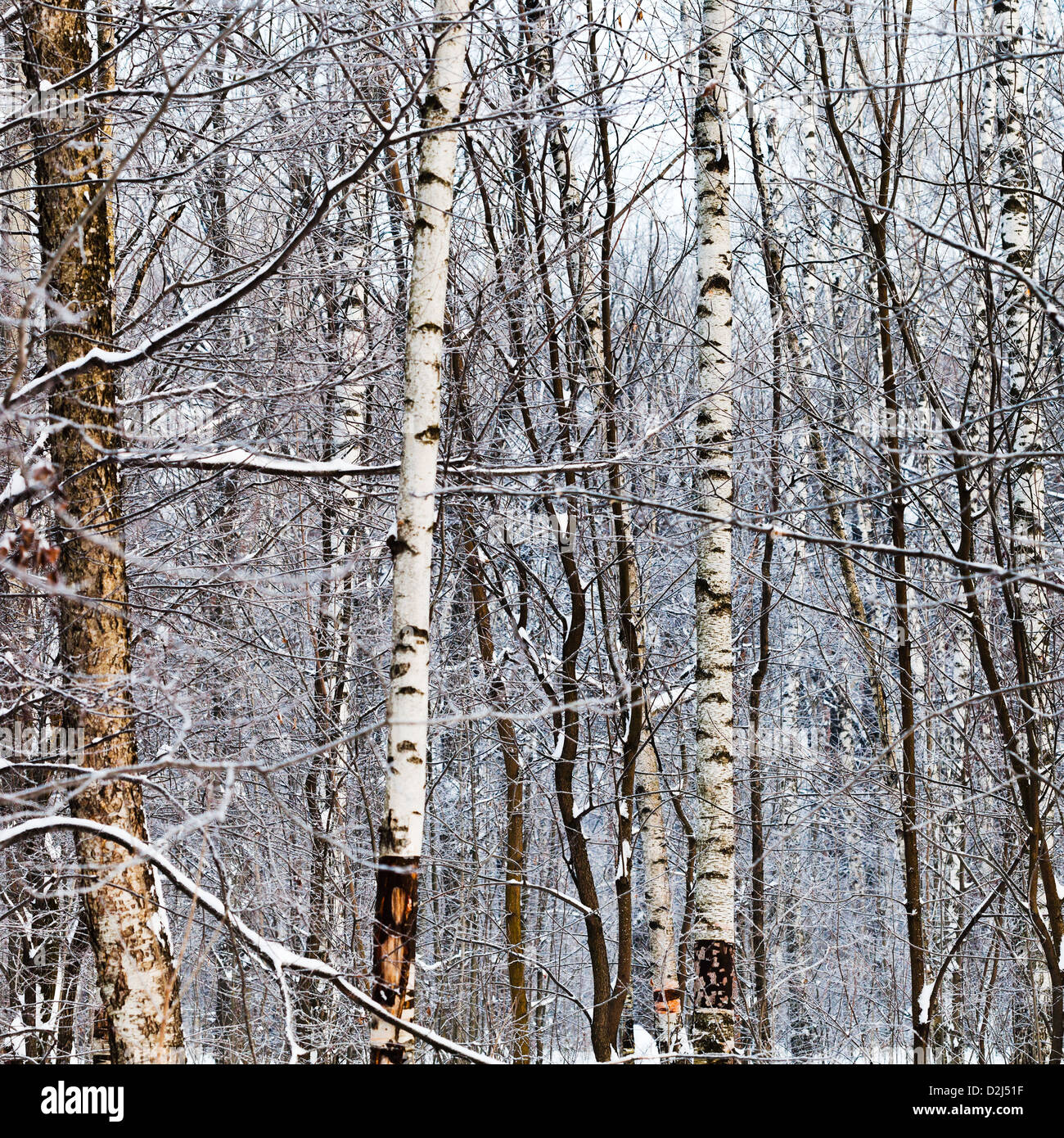 Snowed birch hi-res stock photography and images - Alamy