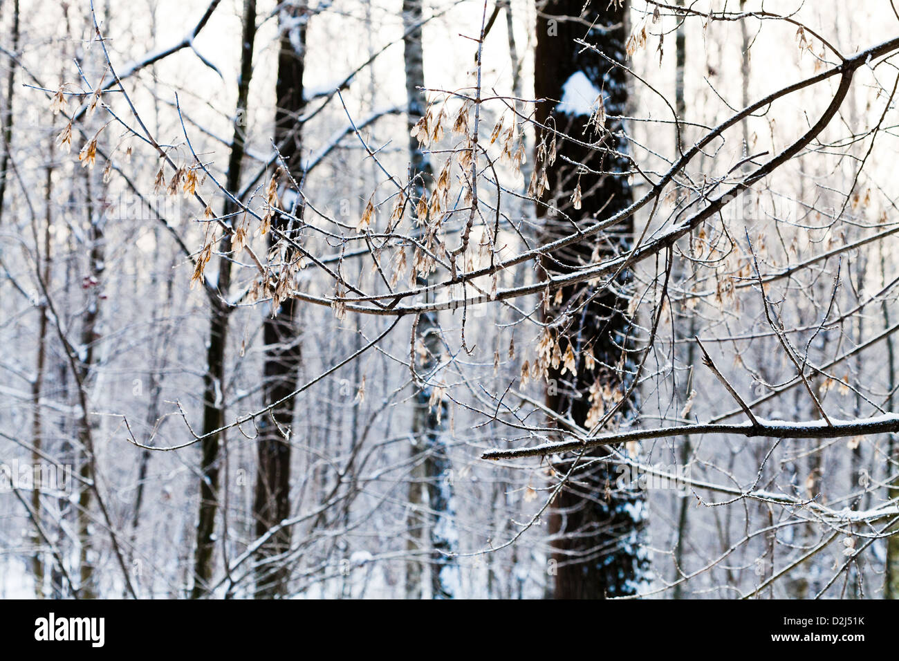 frost on ash tree seeds in winter forest Stock Photo - Alamy