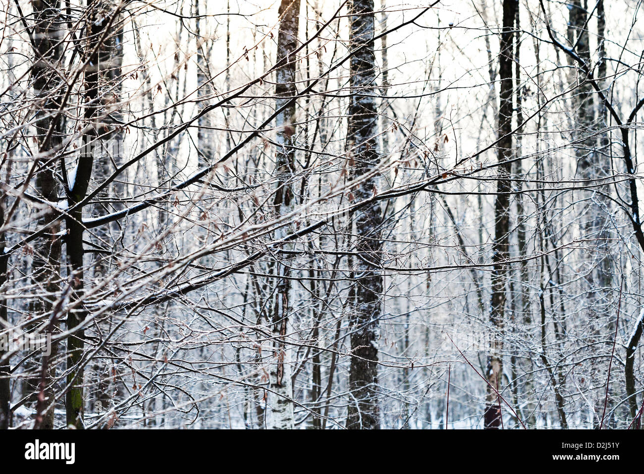 frost on ash tree branches in winter forest Stock Photo - Alamy