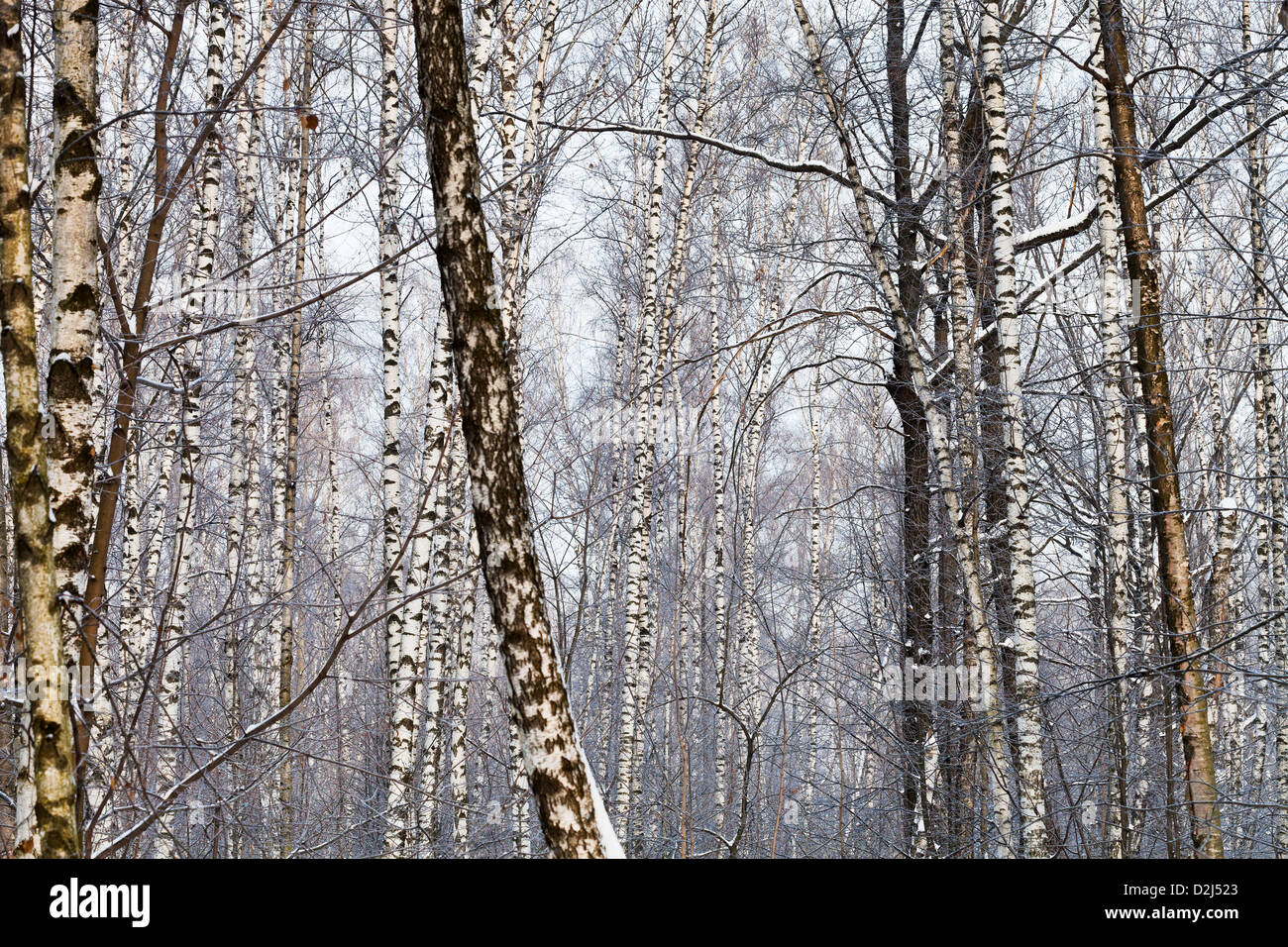 Birch thicket hi-res stock photography and images - Alamy