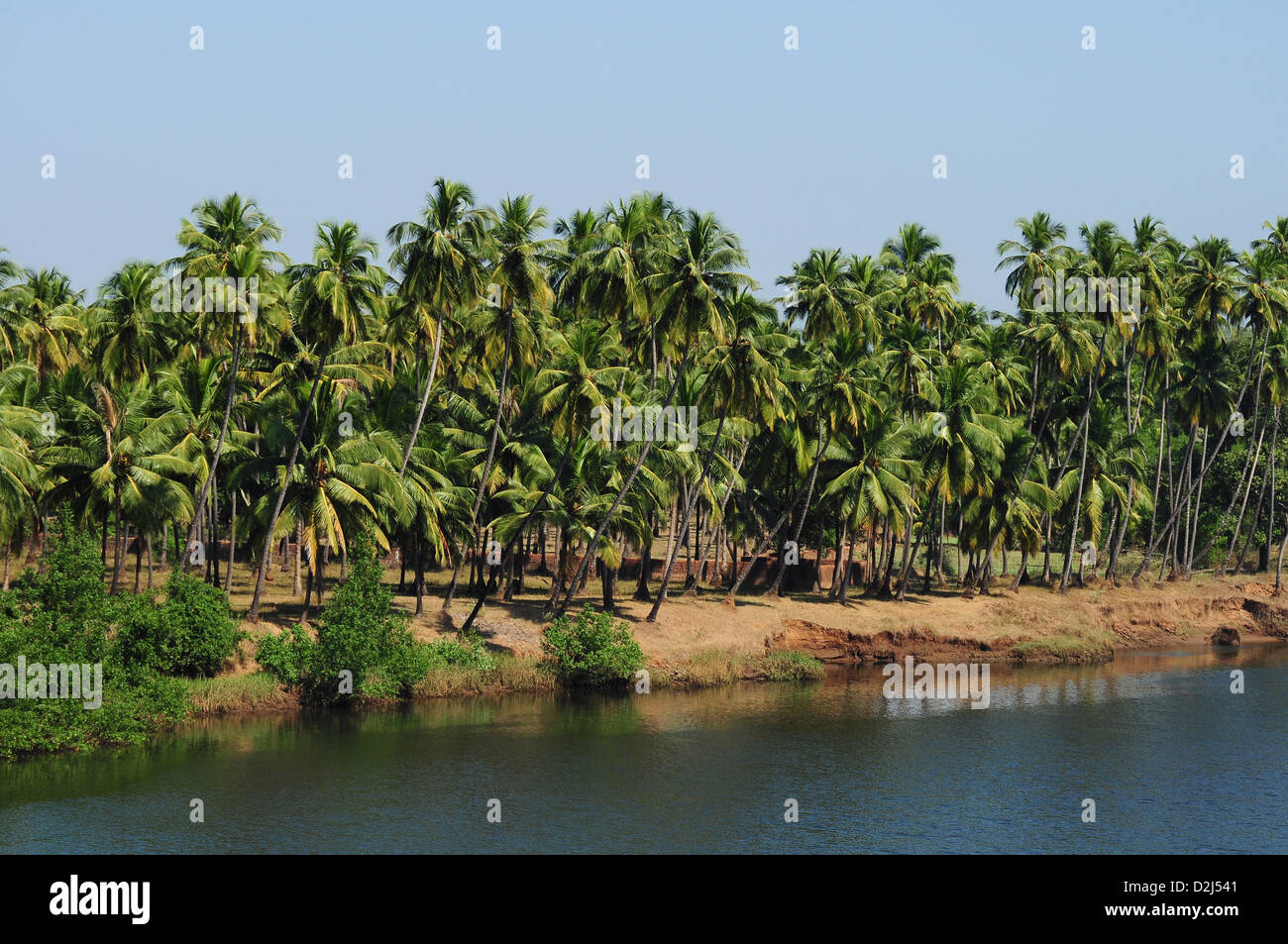 Landscape with palms trees and serene water, Goa, India Stock Photo - Alamy