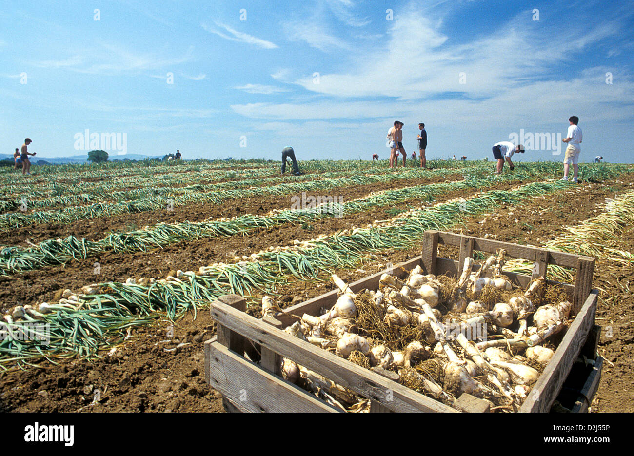 harvested garlic bulbs in field Stock Photo - Alamy