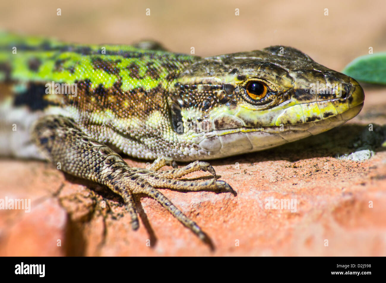 The Sicilian Wall Lizard, Podarcis waglerianus Stock Photo - Alamy