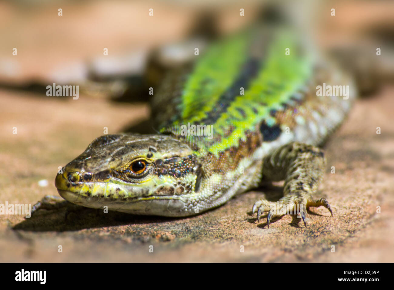 The Sicilian Wall Lizard, Podarcis waglerianus Stock Photo - Alamy