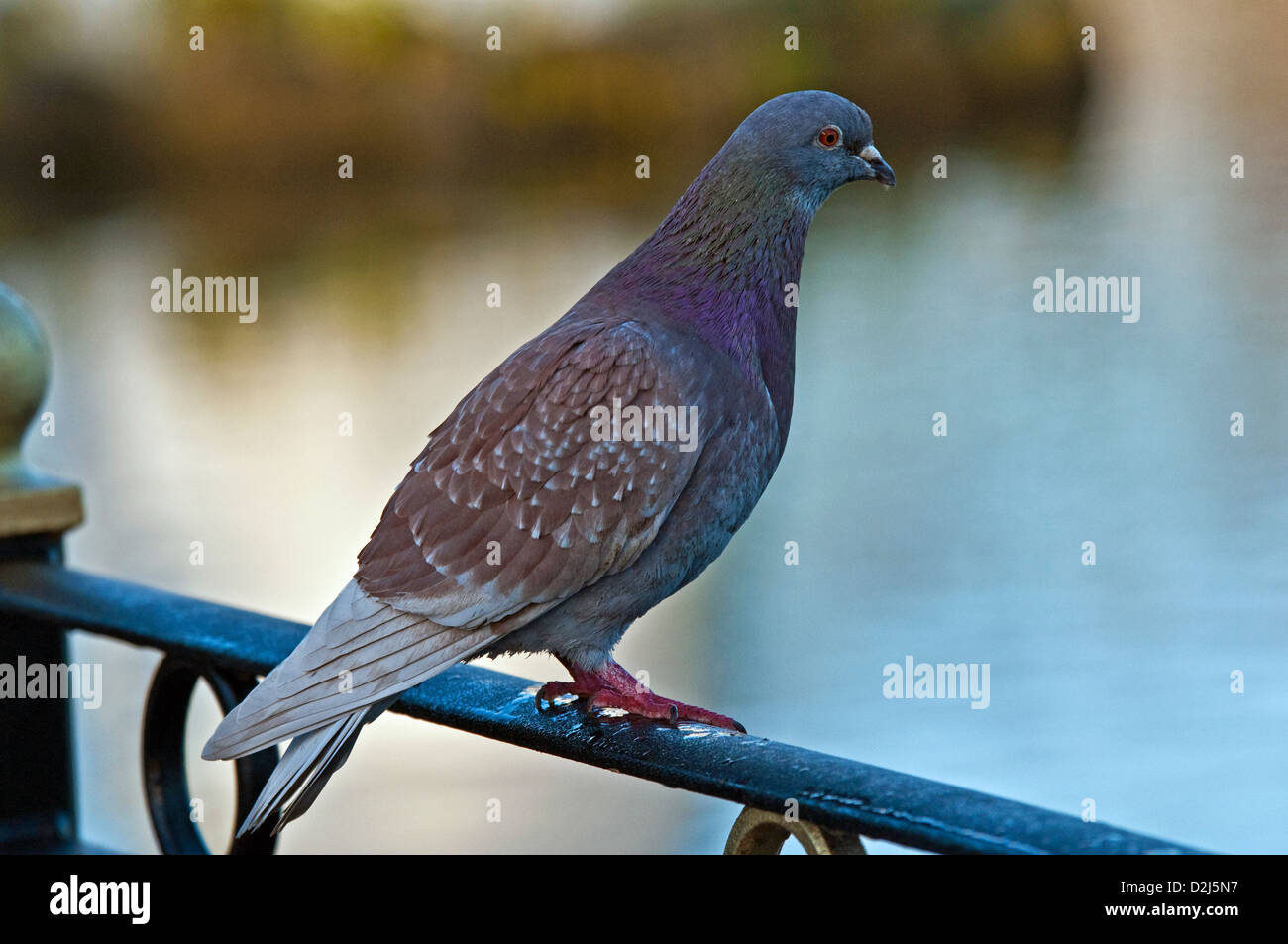 Wild Feral Pigeon sitting on a railing in a city park Stock Photo - Alamy