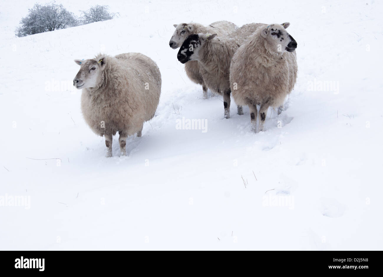 Sheep in Snow Stock Photo - Alamy