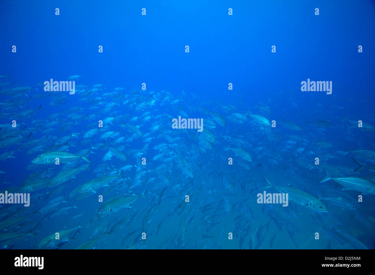Underwater Cabo Pulmo High Resolution Stock Photography and Images - Alamy