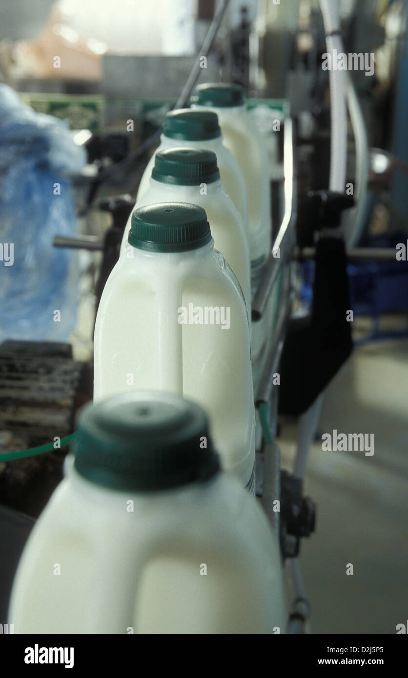 milk bottling plant in local independent dairy, Hampshire, England ...
