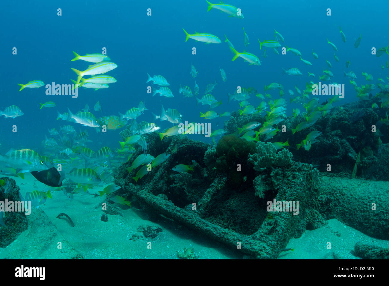 Yellow tail snapper at Cabo Pulmo National Marine Park, Mexico Stock ...