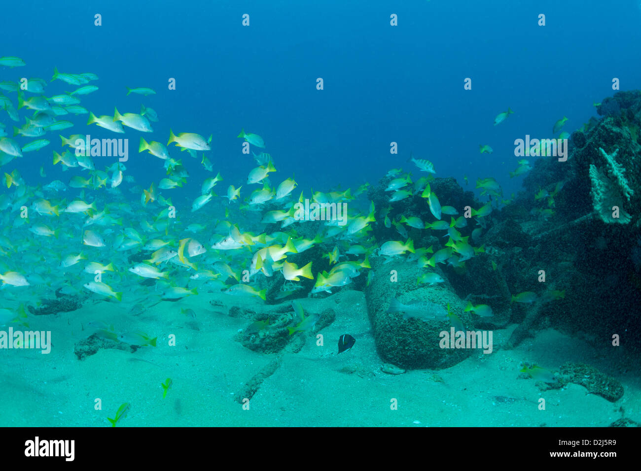 A school of yellowtail snapper at Cabo Pulmo National Marine Park ...
