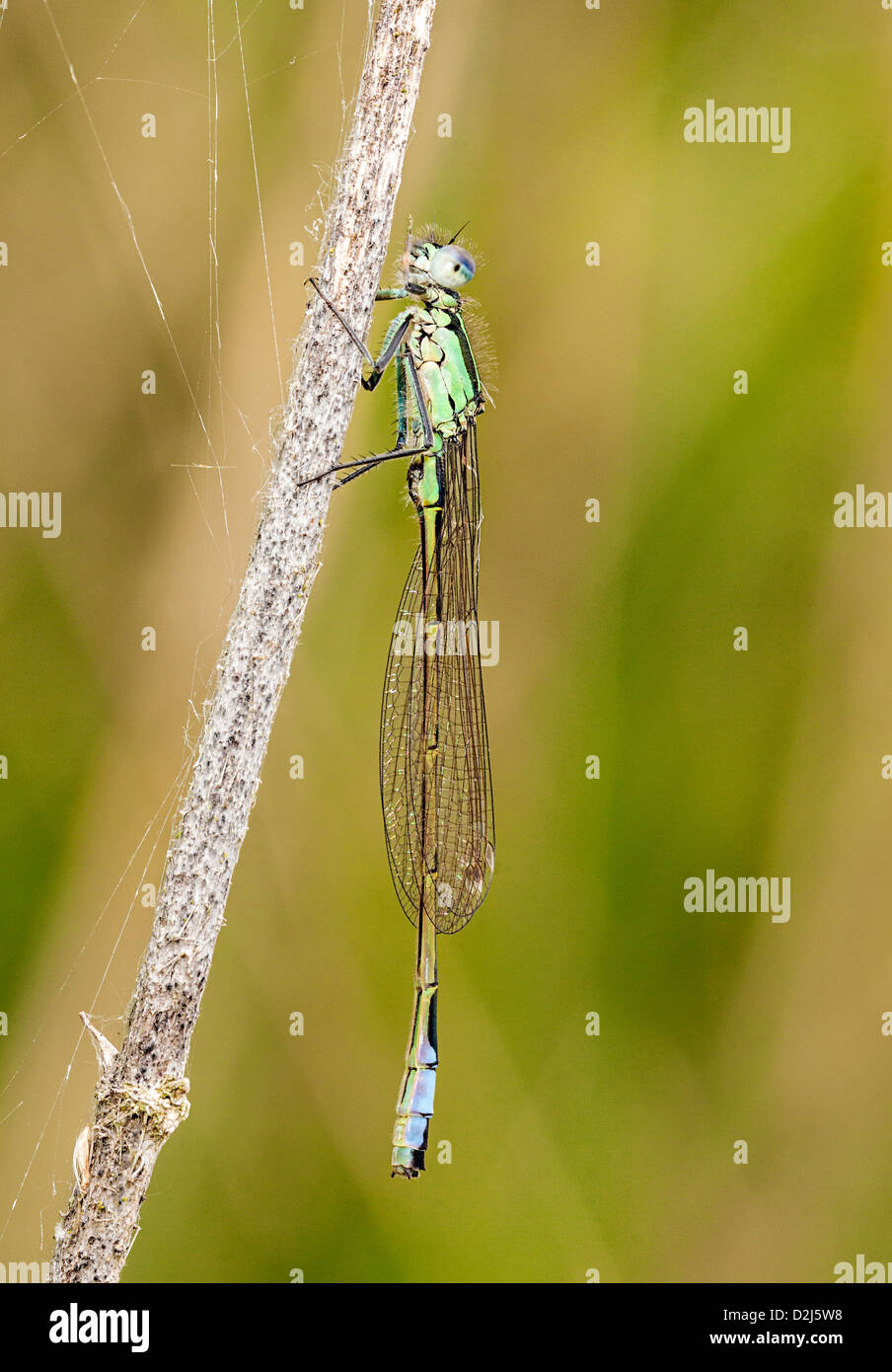 Blue black damselfly hi-res stock photography and images - Alamy