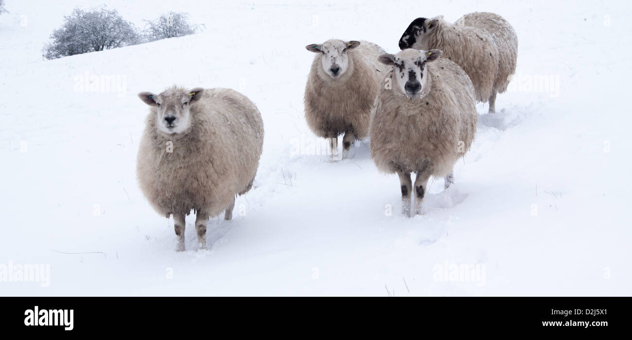 Sheep in Snow Stock Photo - Alamy