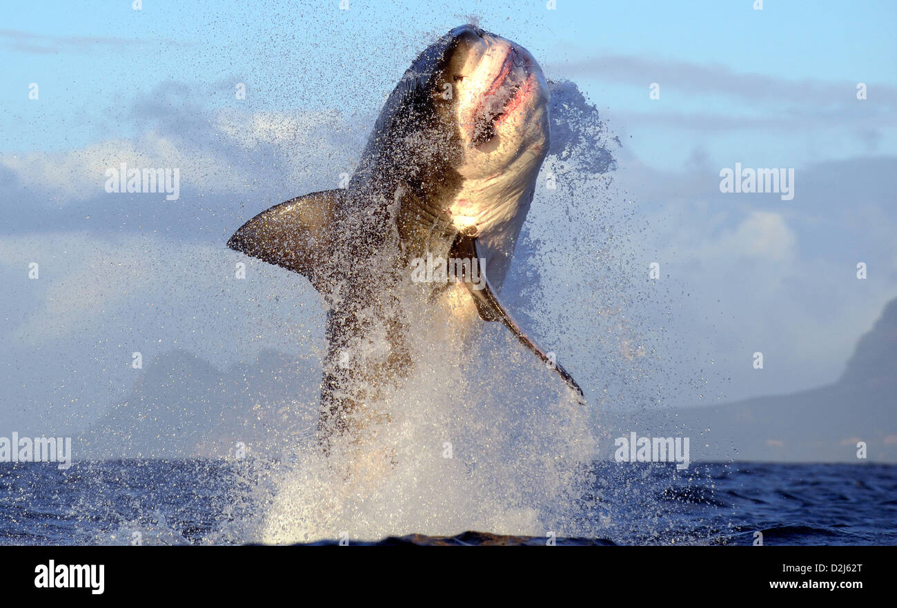 Great White Shark breaching at Seal Island, South Africa Stock Photo ...