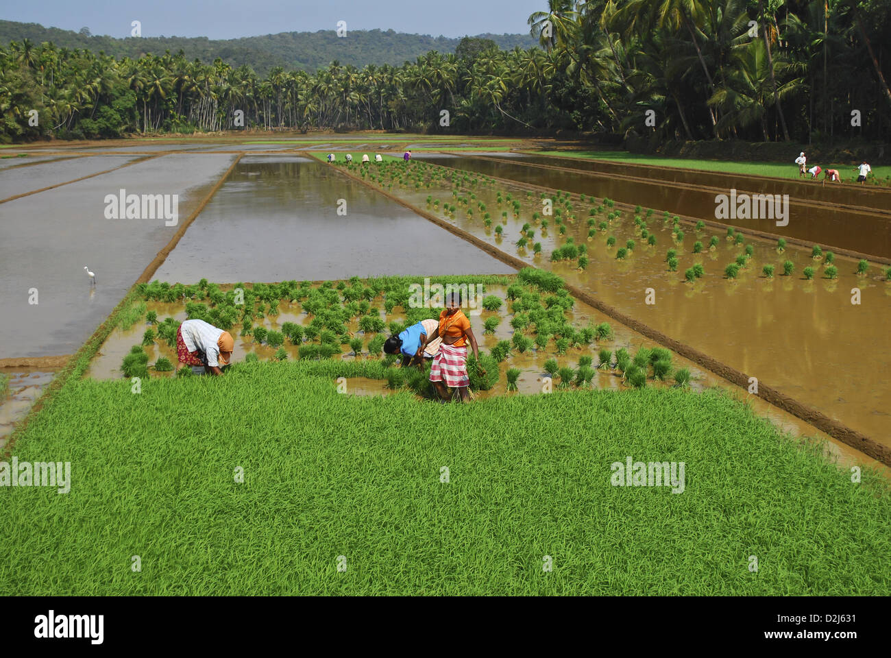 Rice paddy field, Goa India Stock Photo - Alamy