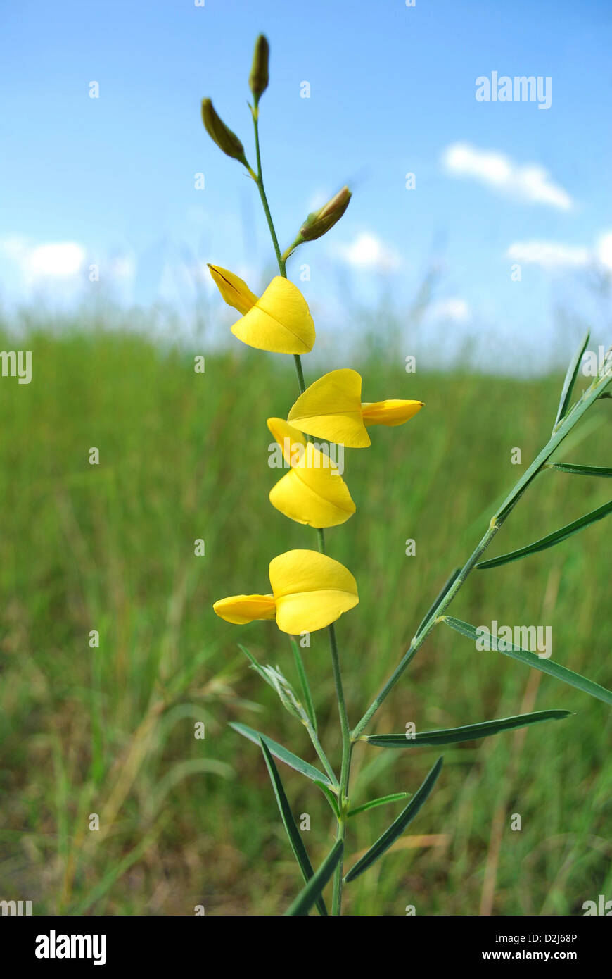 Spartium junceum broom hi-res stock photography and images - Alamy