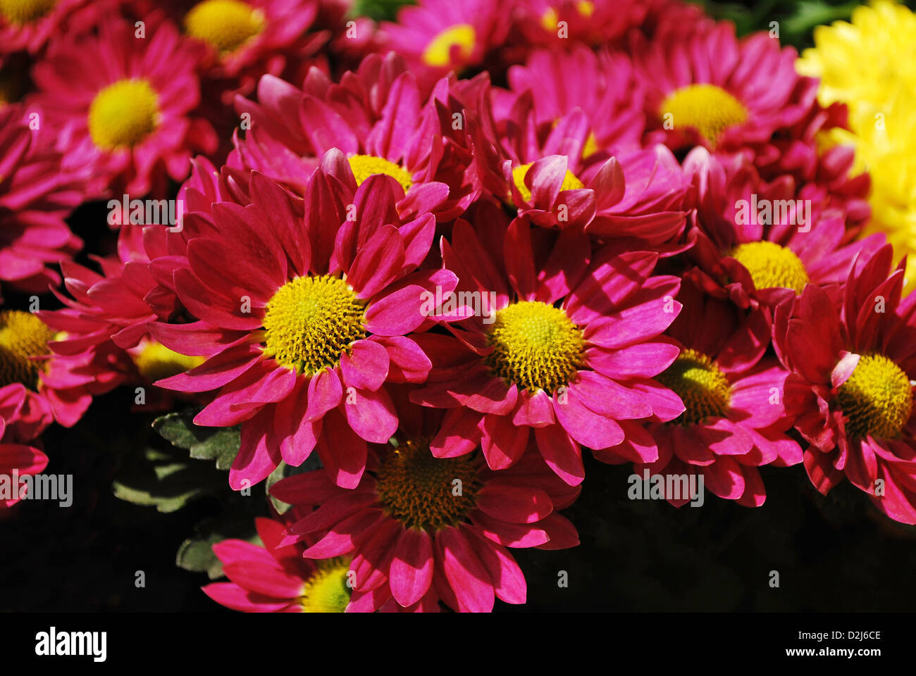 Colored Shasta Daisy