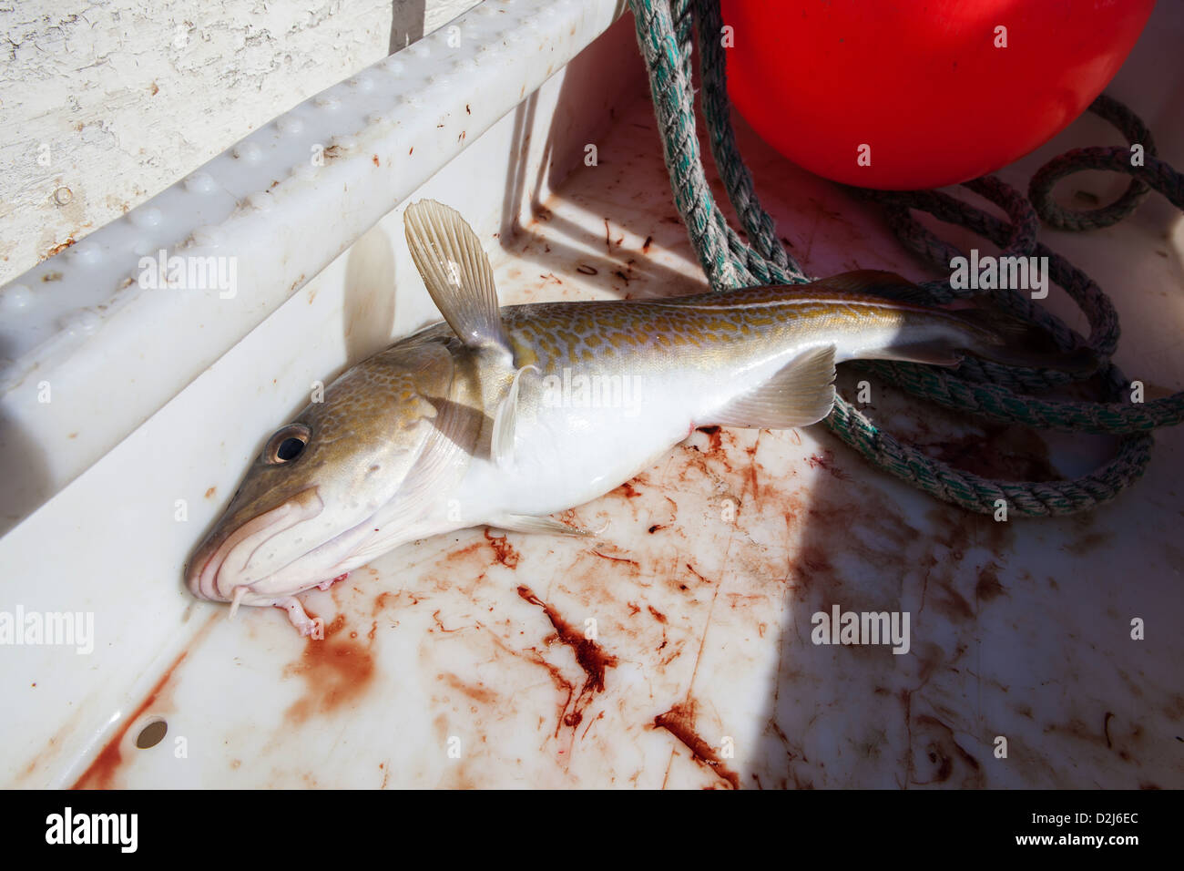 A newly caught Atlantic cod lying in a trough on a boat Stock Photo - Alamy