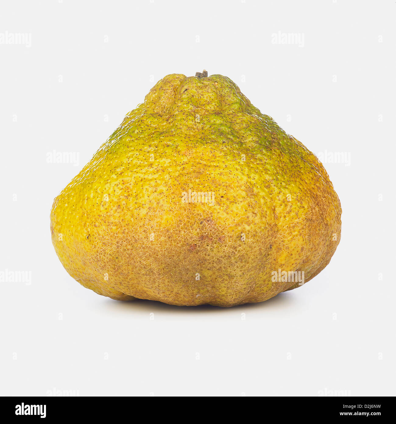 Yellow squash on a white background Stock Photo - Alamy