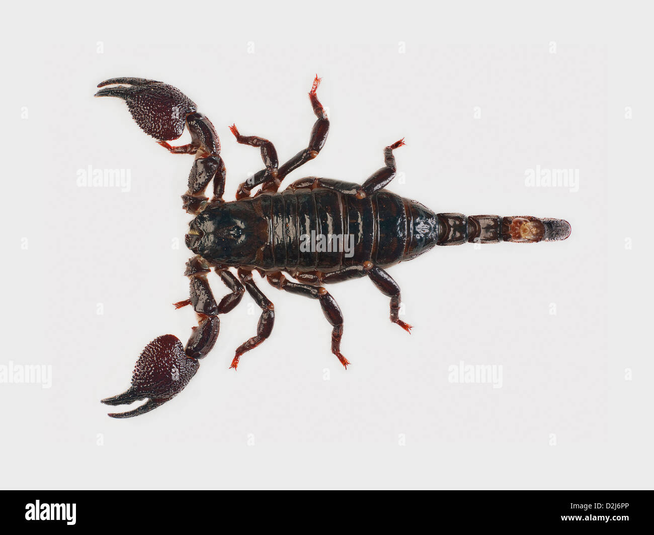 Scorpion on a white background Stock Photo - Alamy