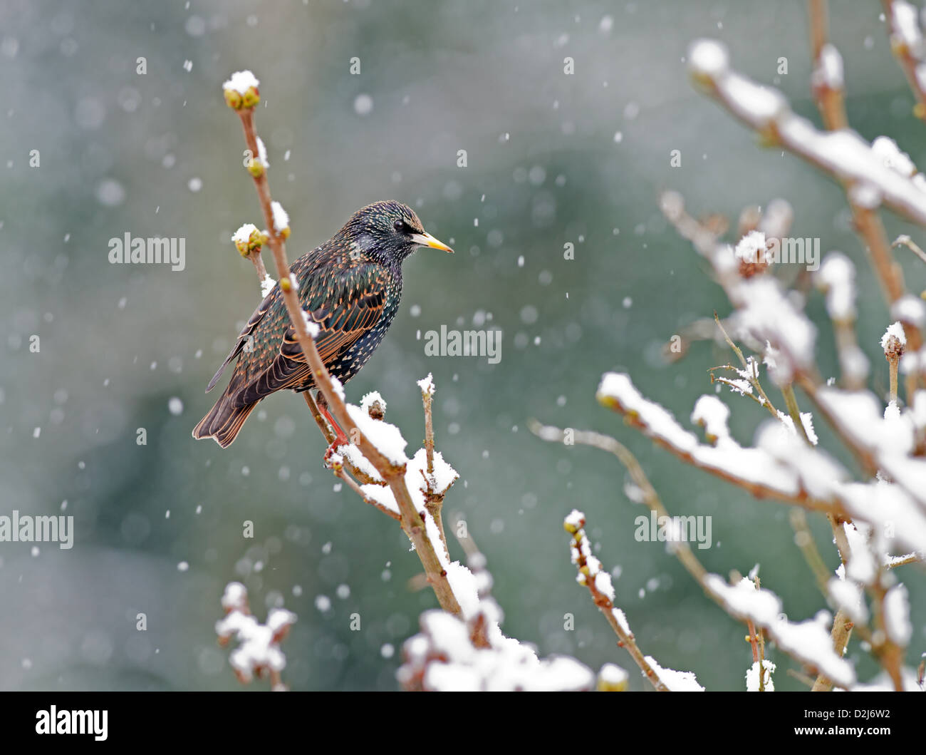 Sturnus vulgaris common starling on hi-res stock photography and images ...