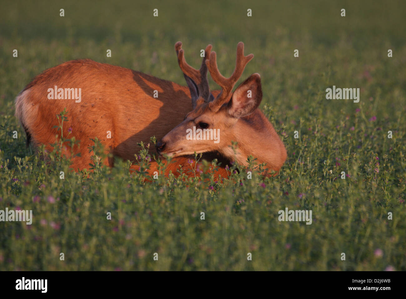 Mule deer buck in sunlight Stock Photo - Alamy