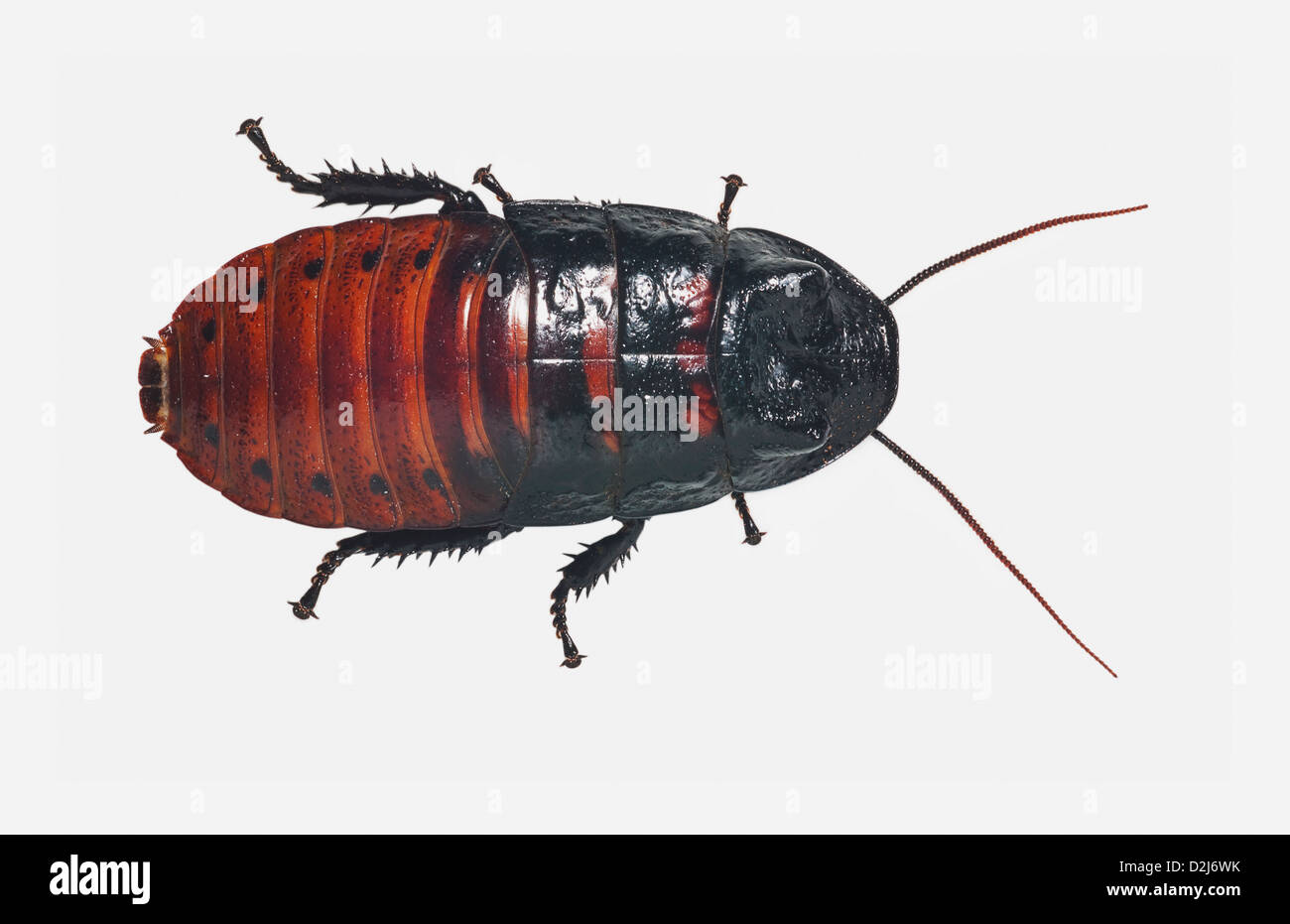 Overhead view beetle hi-res stock photography and images - Alamy