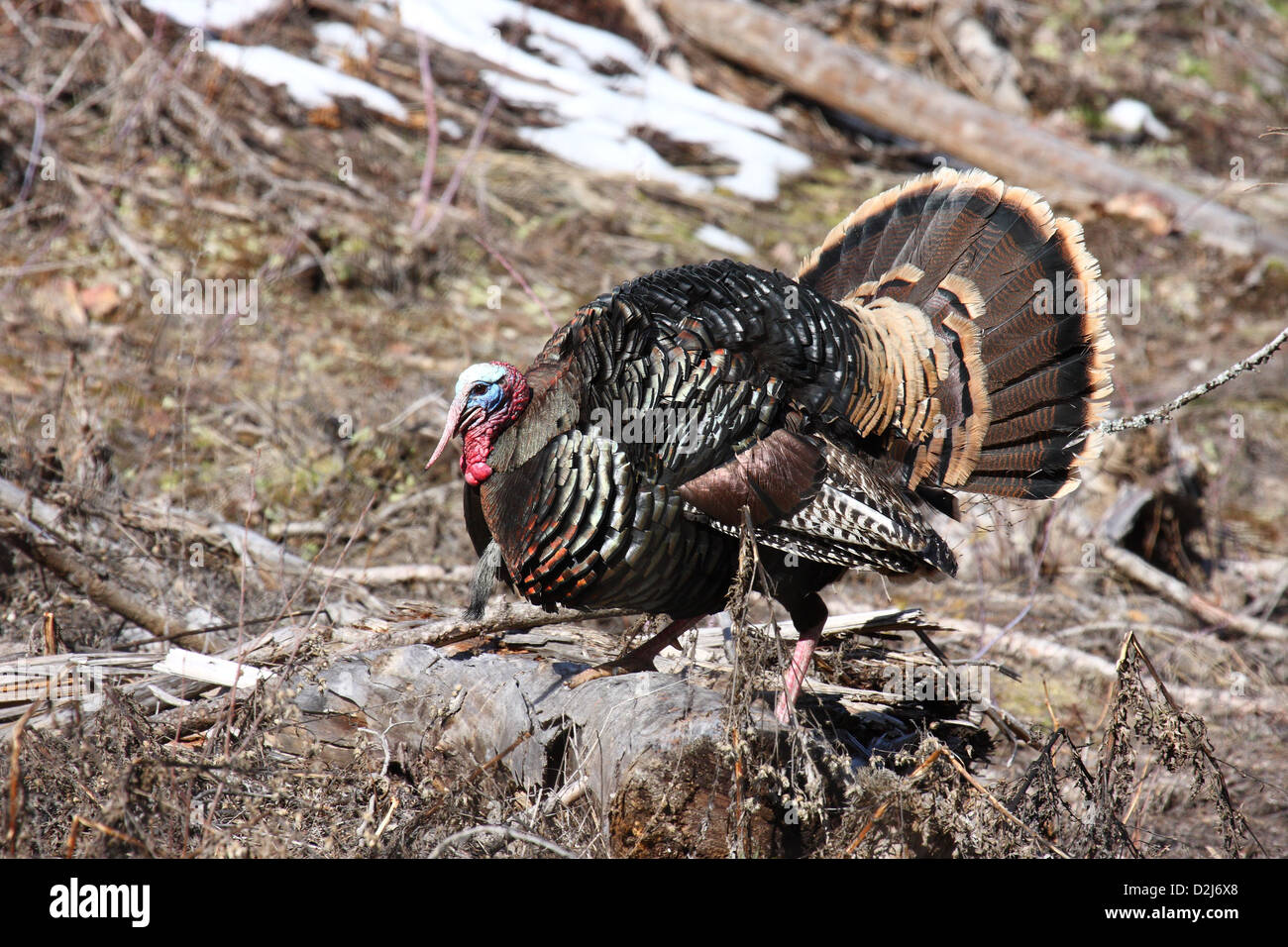 Turkey in strut hi-res stock photography and images - Alamy