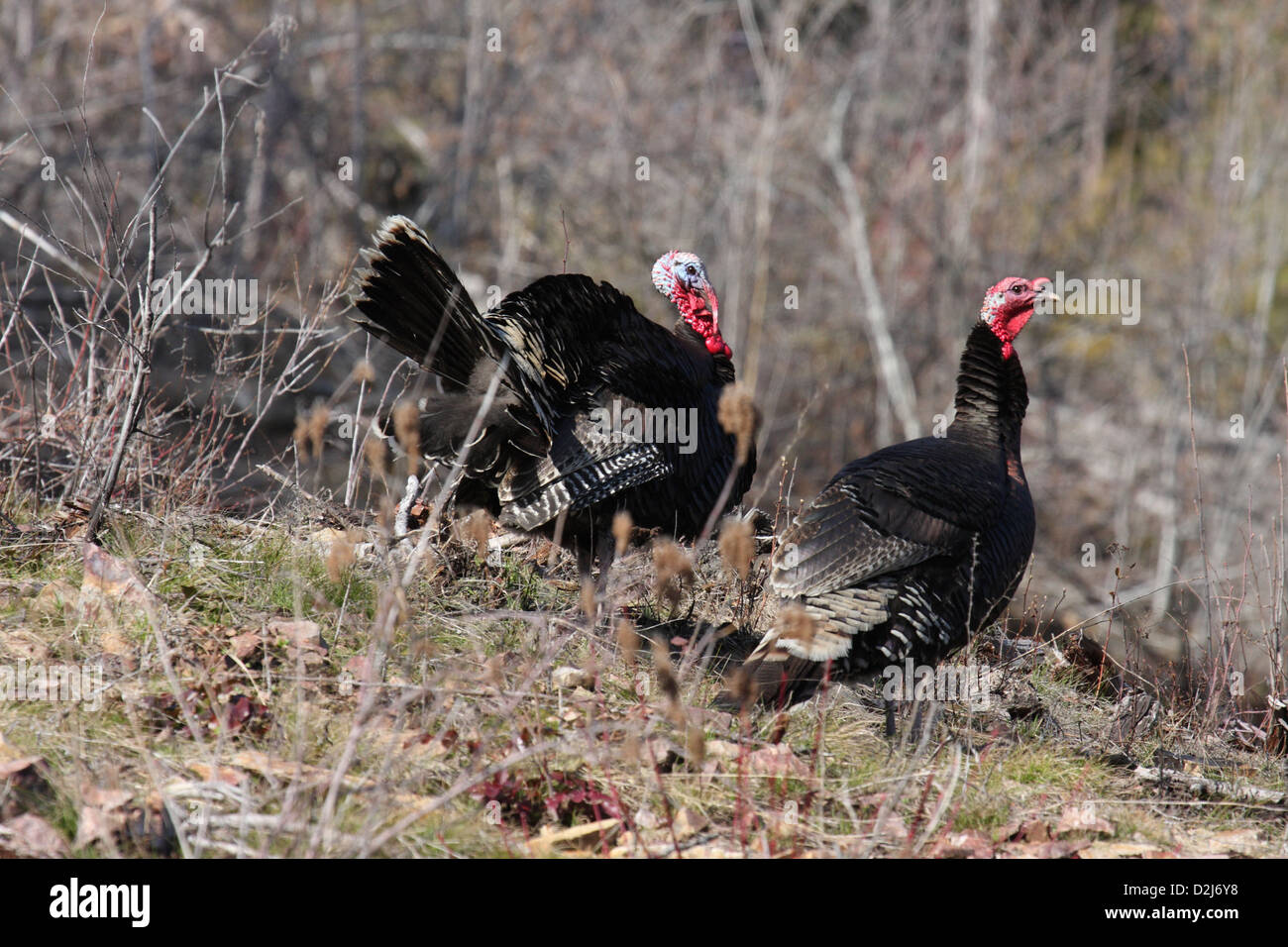 Two Turkeys in the woods in North Idaho Stock Photo - Alamy