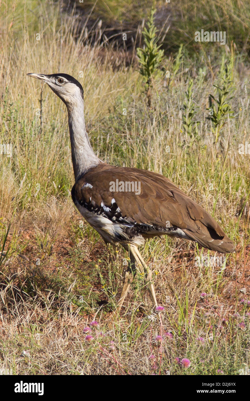Australian bustard hi-res stock photography and images - Alamy
