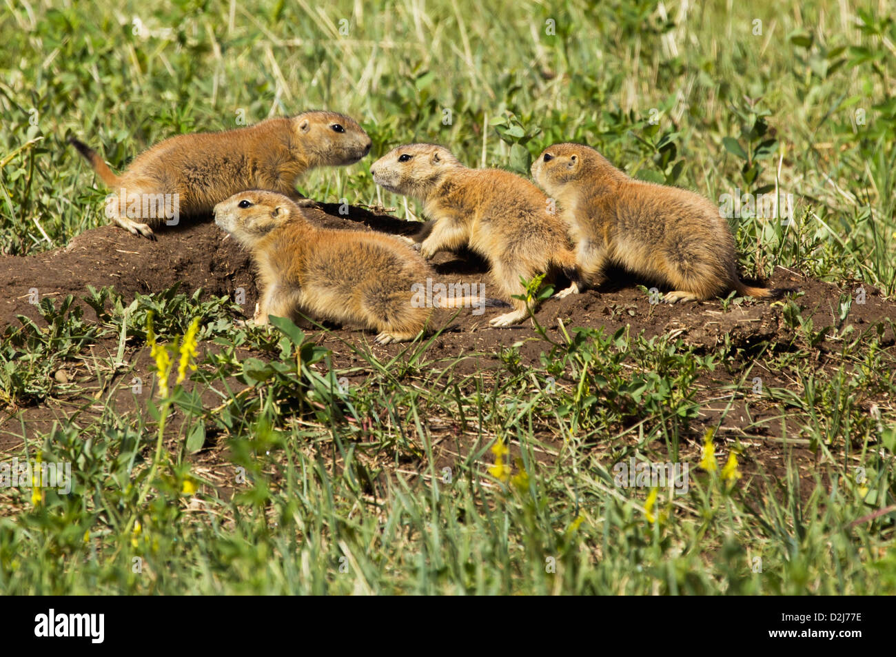 Young prairie dogs venture out for one of the first times badlands ...