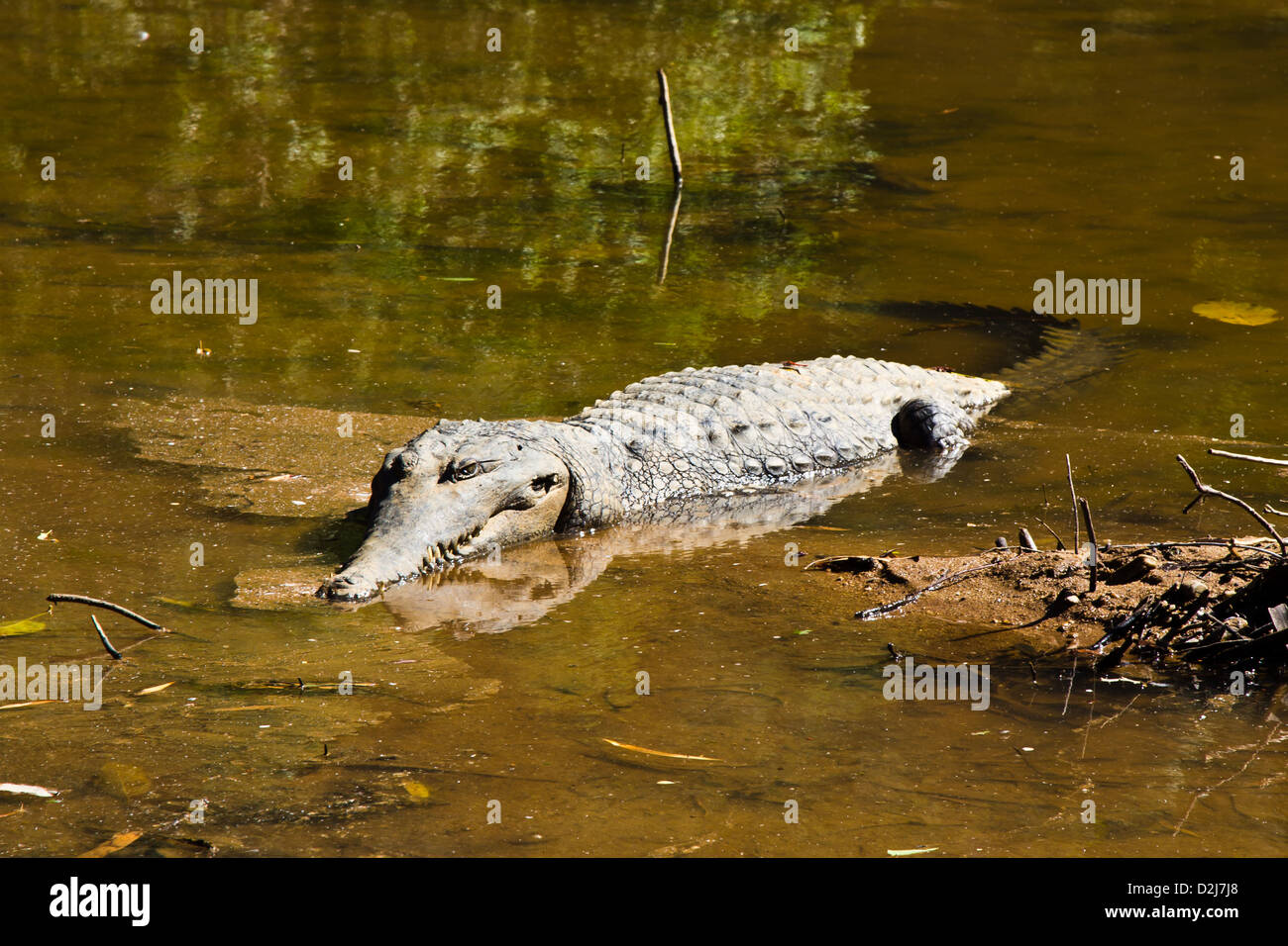 Freshwater crocodile, Windjana Gorge, Australia Stock Photo - Alamy