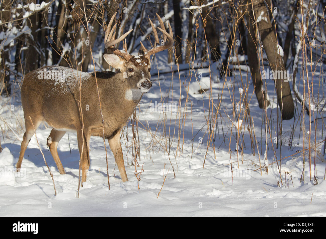 Odocoileus virginianus hi-res stock photography and images - Alamy