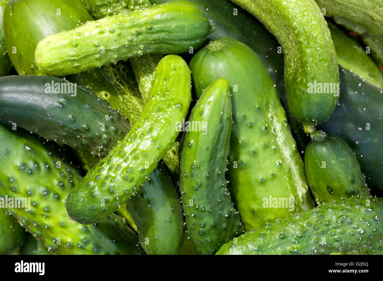 Pile fresh cucumbers outdoor hi-res stock photography and images - Alamy