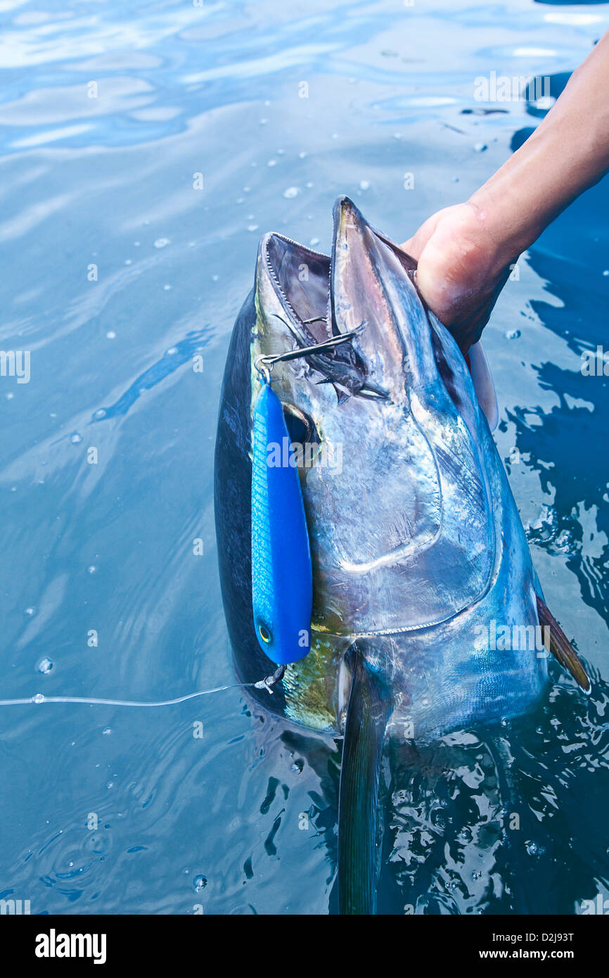 Fresh caught yellowfin tuna in the water with a lure in it's mouth ...