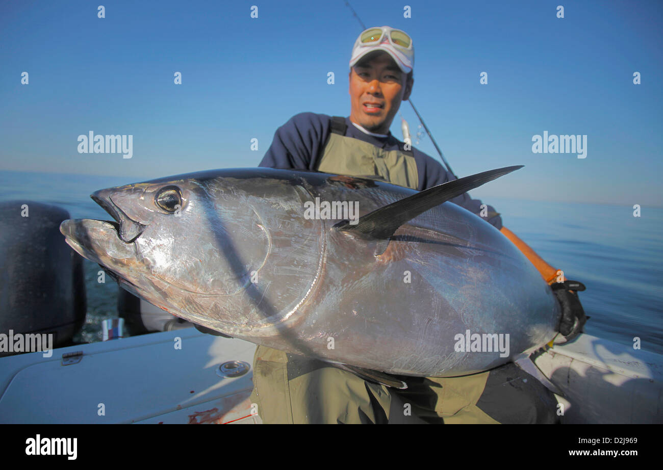 A man holding a bluefin tuna; stellwagen bank boston massachusetts ...