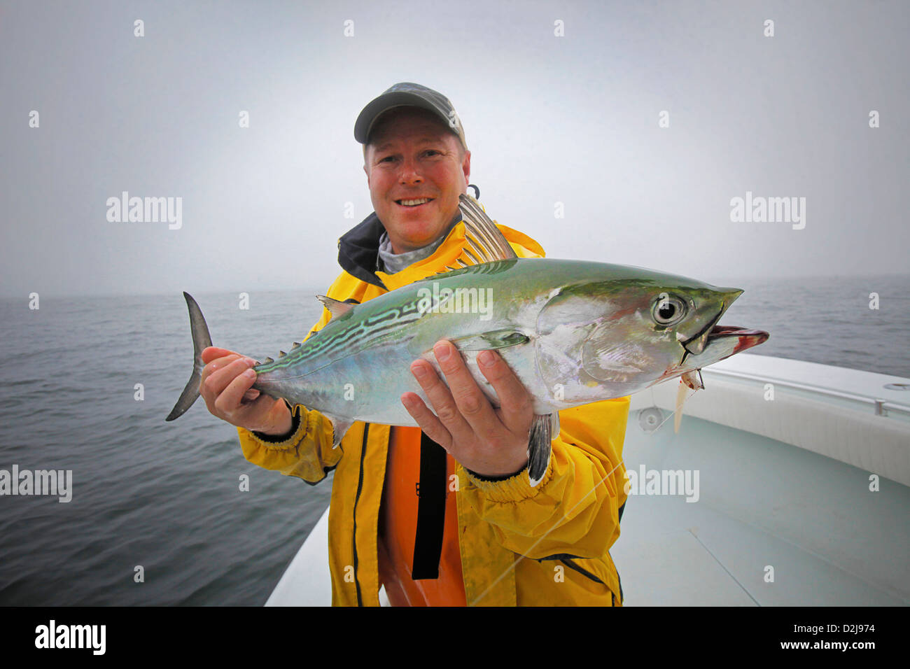 Man holding fresh caught false albacore tuna; martha's vineyard ...