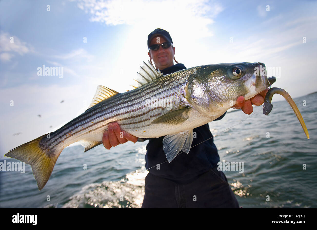 Striped bass hi-res stock photography and images - Alamy
