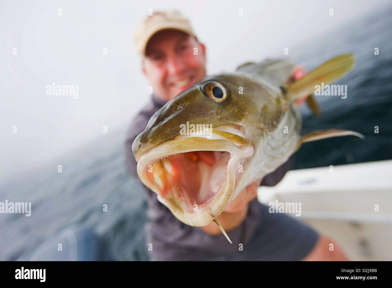 Man holding cod fish caught hi-res stock photography and images - Alamy