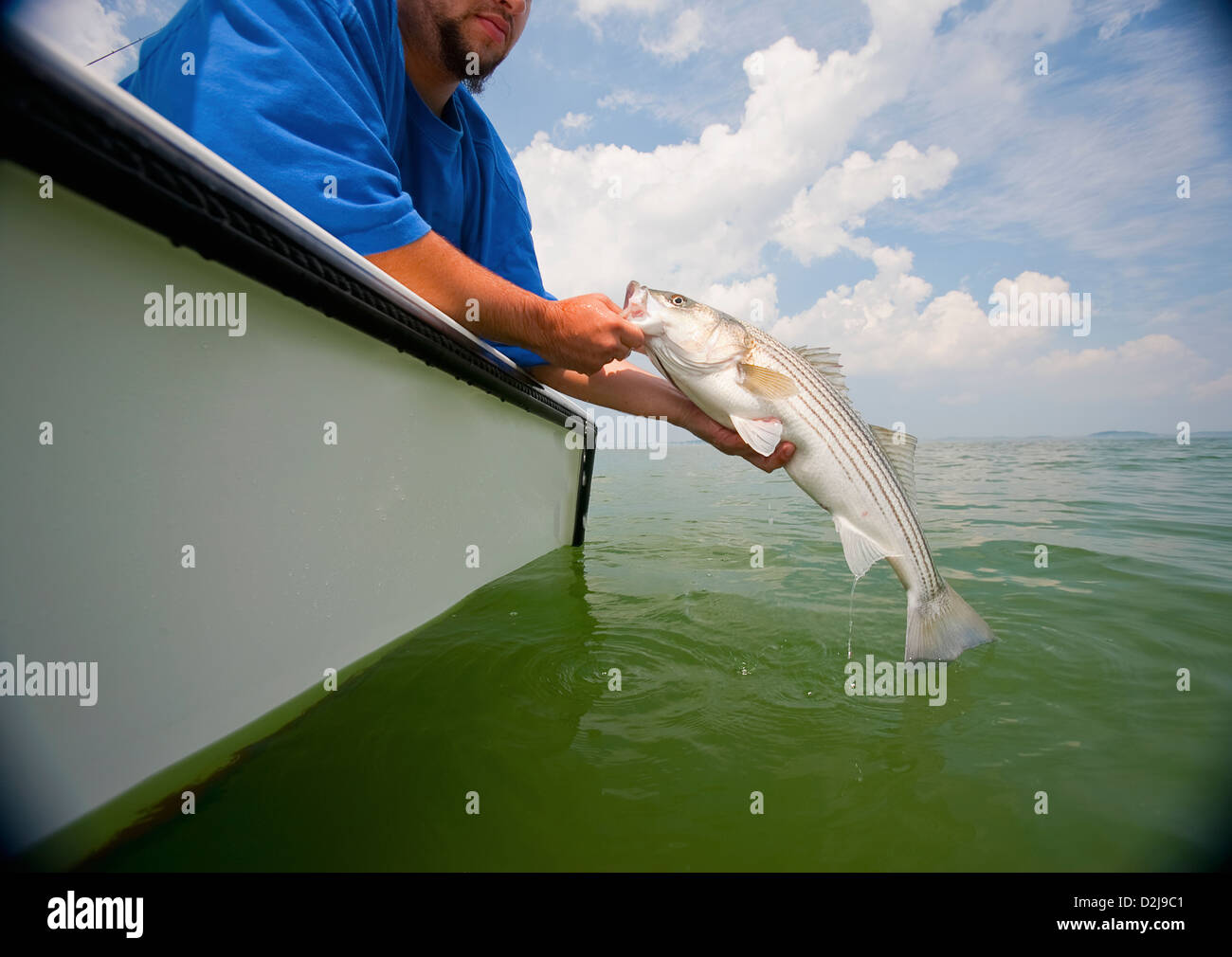 Fisherman holding striped bass caught hi-res stock photography and ...