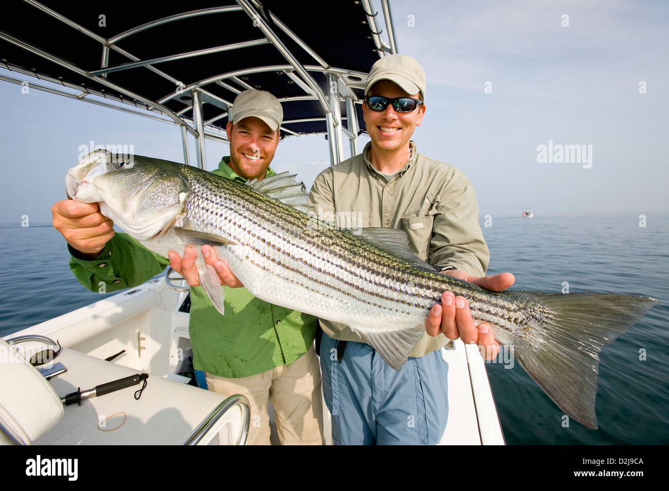 Two men holding a fresh caught striped bass; massachusetts united ...