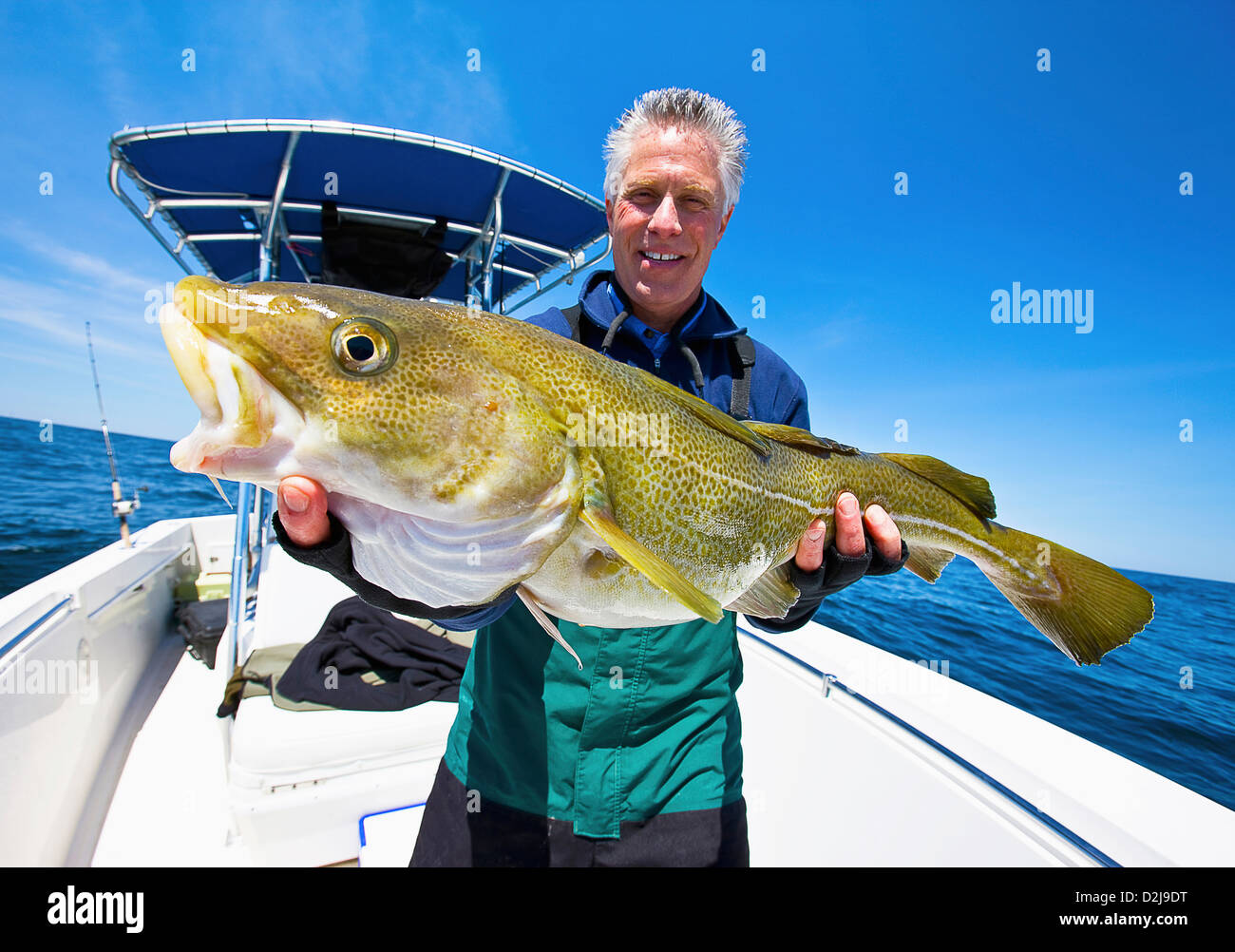 A man holding a fresh caught cod fish; boston massachusetts united ...