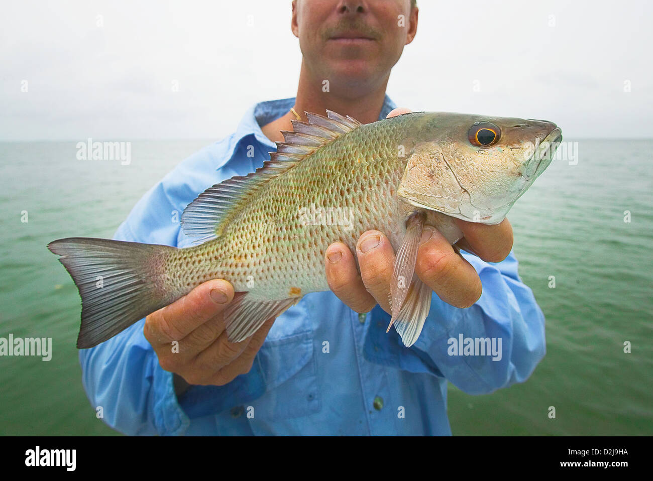 Mangrove snapper hi-res stock photography and images - Alamy