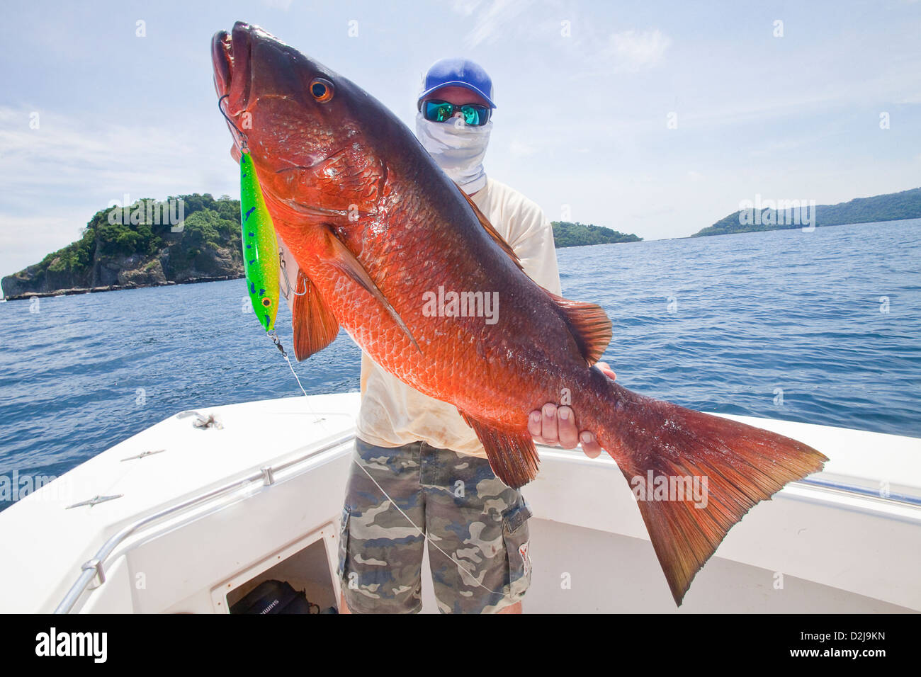 Man holds cubera snapper (lutjanus cyanopterus); panama Stock Photo - Alamy