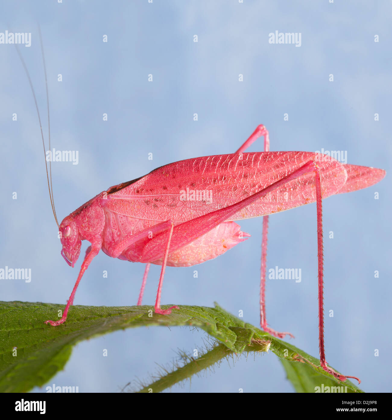 Adult male Oblong-Winged katydid (Amblycorypha oblongifolia), Pink ...