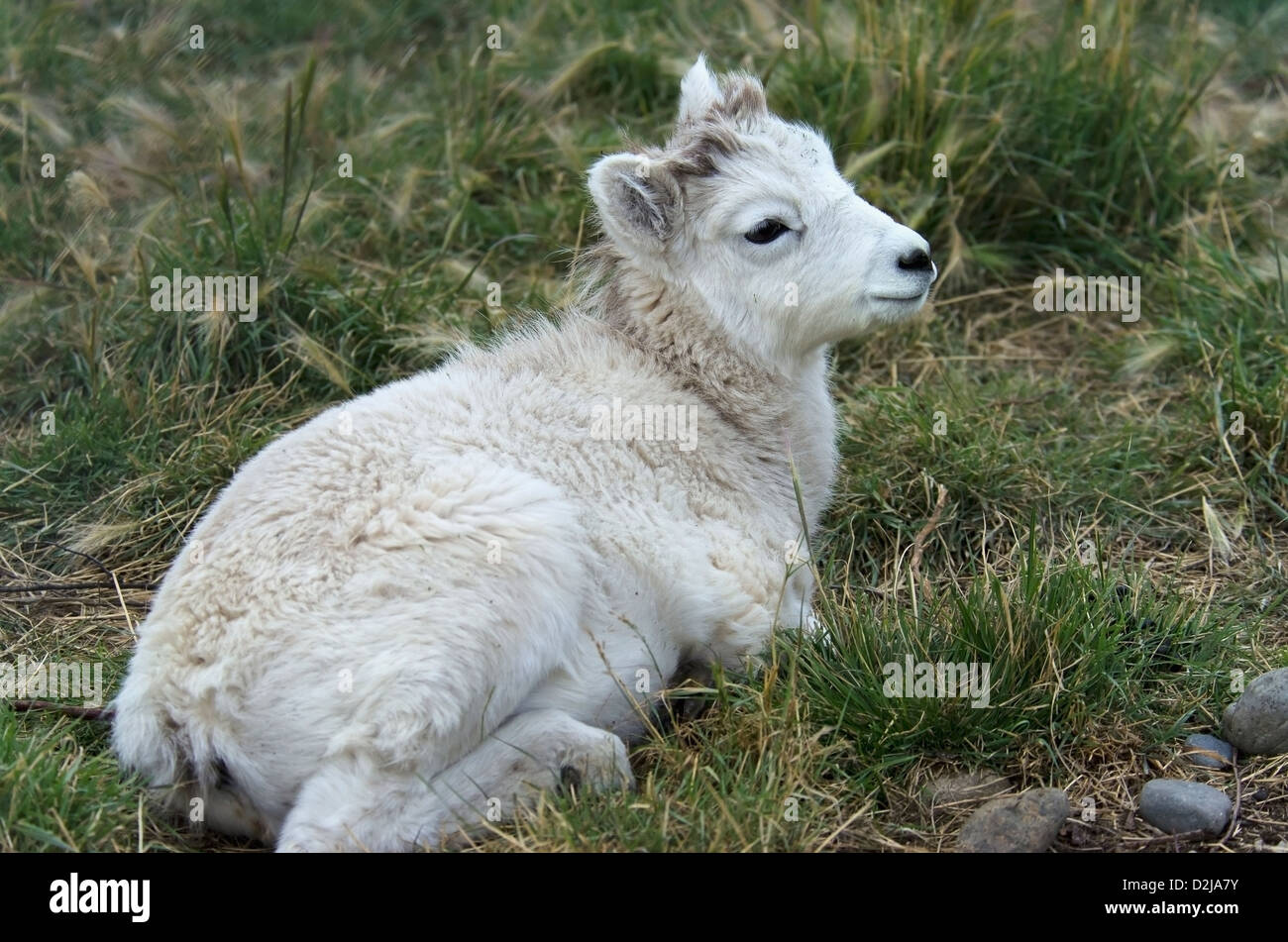Dall sheep (ovis dalli) in the yukon wildlife preserve lamb lying in ...