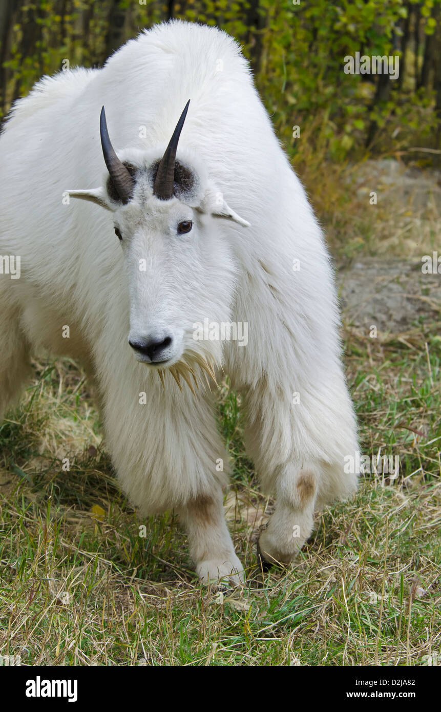 Forest goat hi-res stock photography and images - Alamy